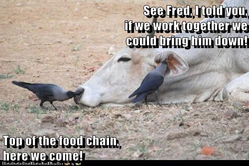 We're Gonna Feast Tonight - Animal Comedy - Animal Comedy, funny ...