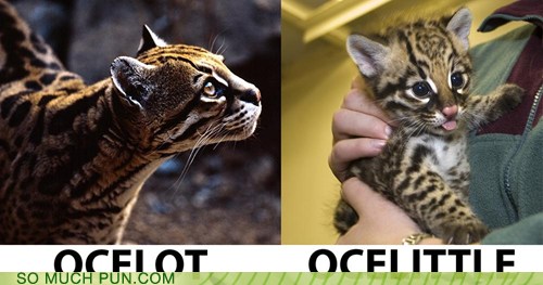 Puns - suffix - Funny Puns - Pun Pictures - Cheezburger