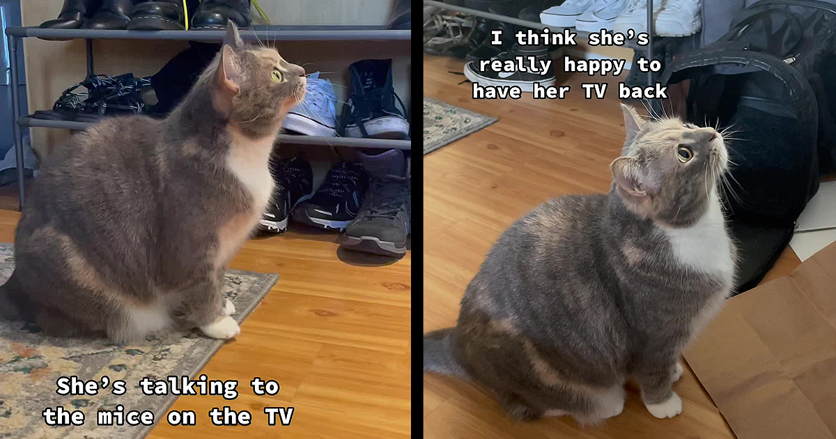 Smol Kitty Goes Viral on TikTok for Loving Watching TV and Meowing at ...