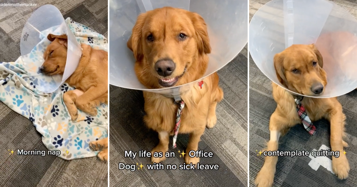 I Can Has Cheezburger? - dogs - Page 3 - Funny Animals Online - Cheezburger