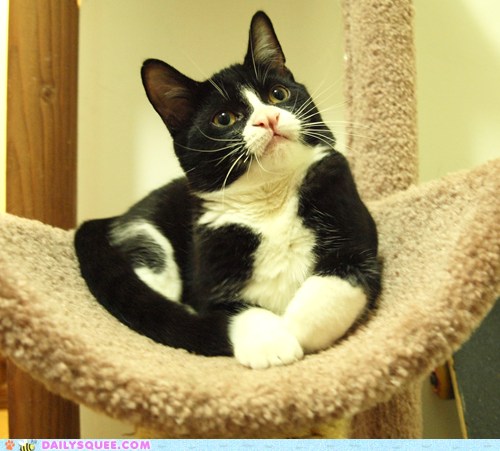 Reader Squee: Fancy Man - Daily Squee - Cute Animals - Cute Baby ...