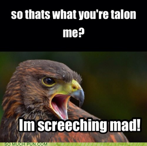 Puns - falcon - Funny Puns - Pun Pictures - Cheezburger