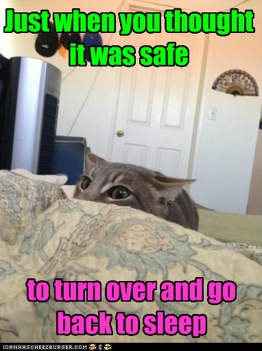 Just when you thought it was safe - Lolcats - lol | cat memes | funny ...