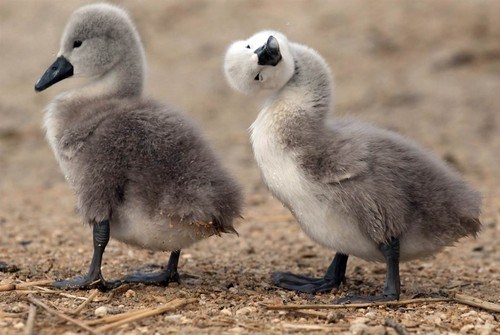 I Can Has Cheezburger? - cygnets - Funny Animals Online - Cheezburger