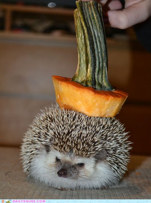 Reader Squee: Seasonal Hedgehog - Daily Squee - Cute Animals - Cute ...