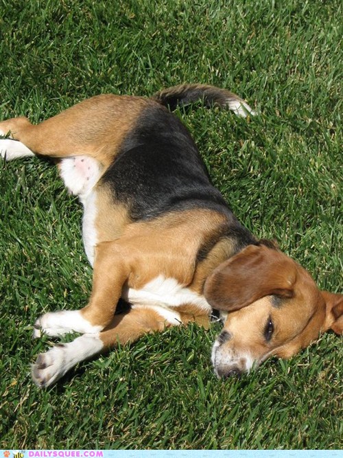 Reader Squee: Sunshine and Green Grass Makes Me Happy - Daily Squee ...