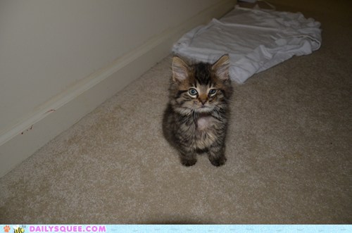 Reader Squee: Mouse - Daily Squee - Cute Animals - Cute Baby Animals ...