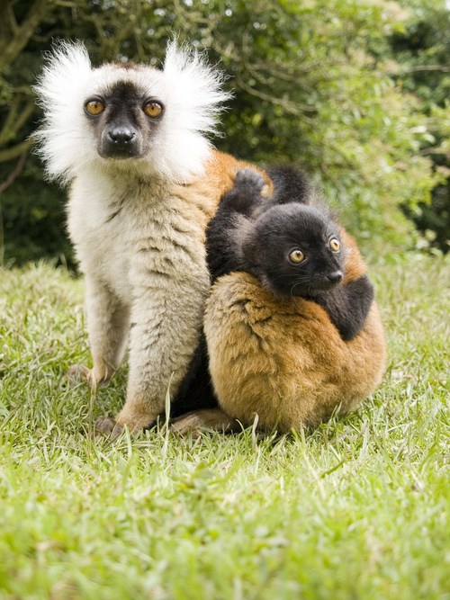Floofy Lemurs - Daily Squee - Cute Animals - Cute Baby Animals - Cute ...