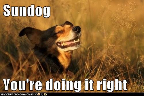Happy Sundog! - I Has A Hotdog - Dog Pictures - Funny pictures of dogs ...