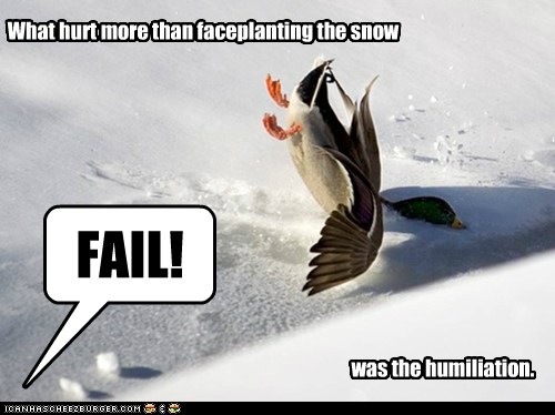Fail Duck - Animal Comedy - Animal Comedy, funny animals, animal gifs
