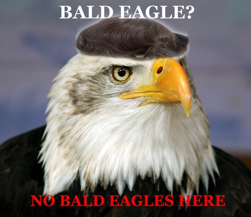 Animal Capshunz - bald eagle - Funny animal pictures with captions ...