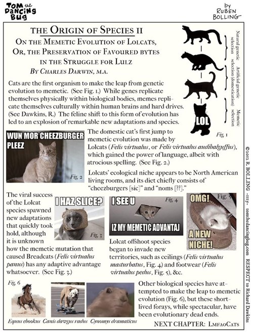 The Evolution of the LOLcat - I Can Has Cheezburger?