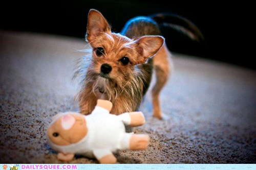 Reader Squee: Play? - Daily Squee - Cute Animals - Cute Baby Animals ...