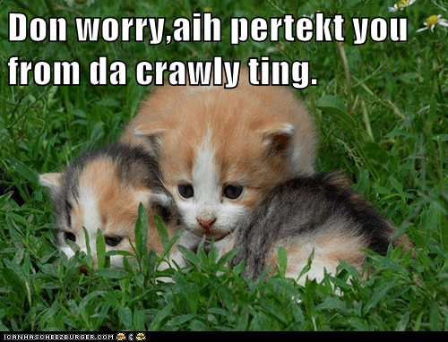 Lolcats - insect - LOL at Funny Cat Memes - Funny cat pictures with ...