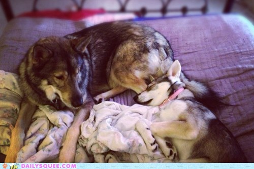 Reader Squee: The Answer to Owning a Wolf - Daily Squee - Cute Animals ...