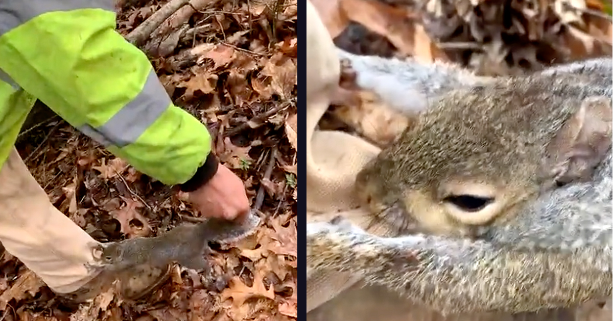 FAIL Blog - squirrel-attack - Epic FAILs funny videos - Funny Fails ...