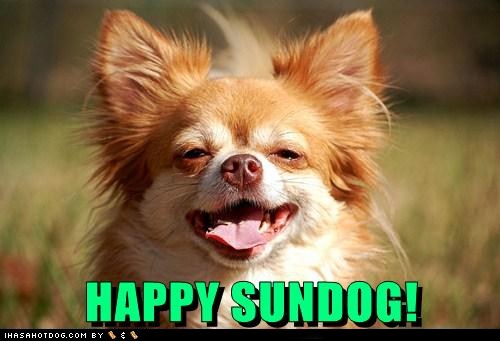 Happy Sundog! - I Has A Hotdog - Dog Pictures - Funny pictures of dogs ...