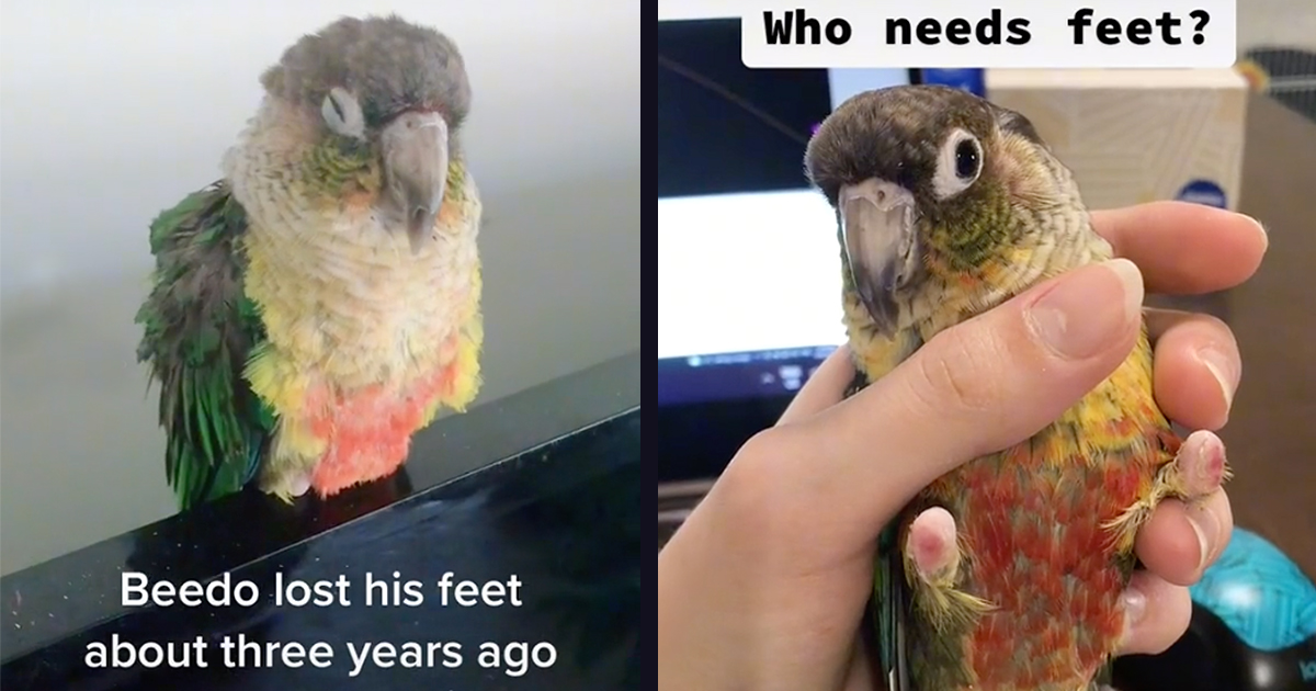 Adorable Small Parrot Who had to Get Both of His Feet Amputated is Now ...