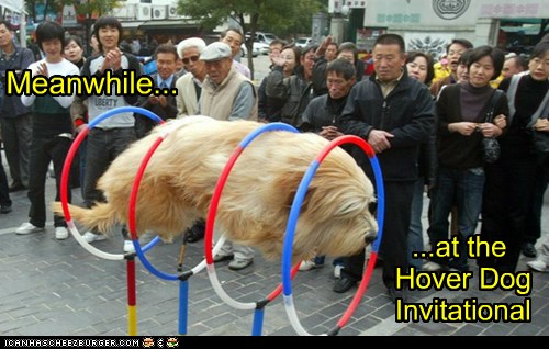 I Has A Hotdog - hoops - Funny Dog Pictures | Dog Memes | Puppy ...