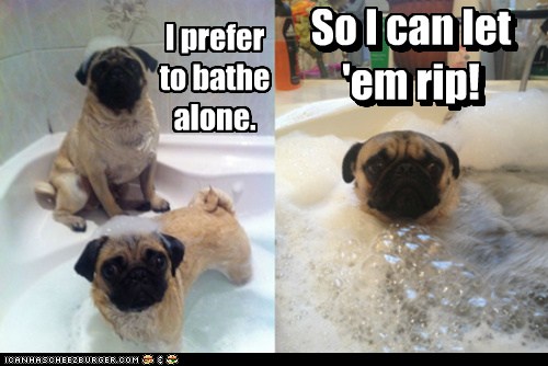 I Can Has Cheezburger? - farts - Page 2 - Funny Animals Online ...