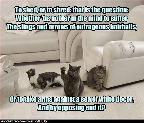 Or, you know, just take a nap. - Lolcats - lol | cat memes | funny cats ...