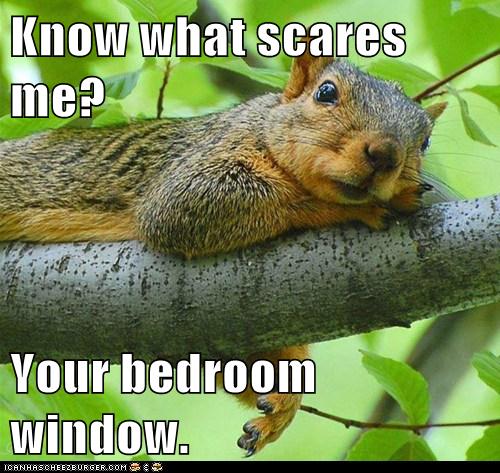 No Curtains - Animal Comedy - Animal Comedy, funny animals, animal gifs