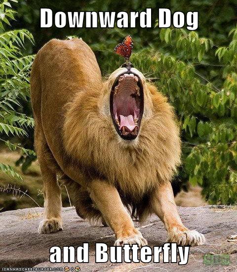 Animal Comedy - screaming - Animal Comedy - Animal Comedy, funny ...