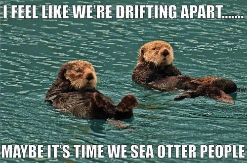 Puns - otter - Funny Puns - Pun Pictures - Cheezburger
