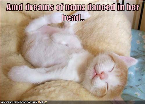 Amd dreams of nomz danced in her head.. - Lolcats - lol | cat memes ...