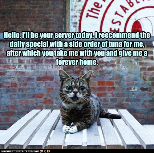 It's worth a shot, little guy. - Lolcats - lol | cat memes | funny cats ...