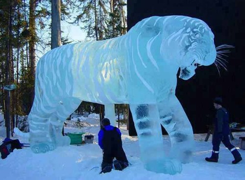 Ice Tiger WIN - WIN! - epic win photos