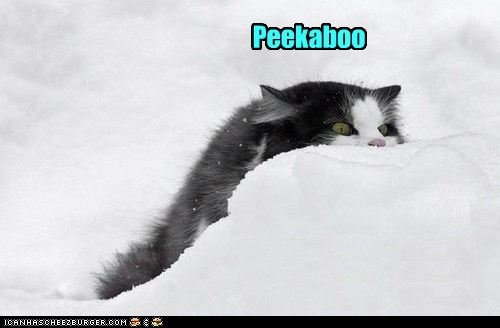 I see you - Lolcats - lol | cat memes | funny cats | funny cat pictures ...