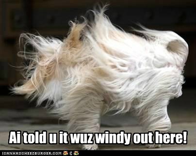 Lolcats - windy - LOL at Funny Cat Memes - Funny cat pictures with ...