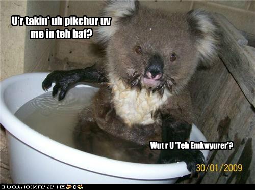 Wet Koala Bear Meme