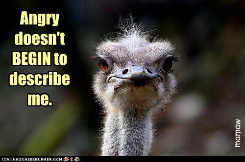 More Like Fuming, Infuriated, Wrathful. - Animal Comedy - Animal Comedy ...