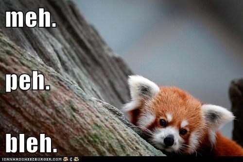 Animal Comedy - meh - Animal Comedy - Animal Comedy, funny animals ...