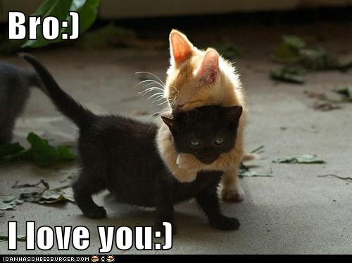 I Love You Lolcat
