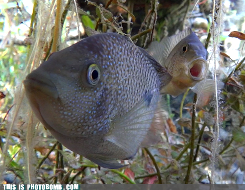 Cichlid Photobomb! - Photobombs - photobomb that guy