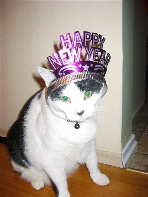 Cyoot Kitteh of the Day: Happy 2013, Cheezfrends! - I Can Has Cheezburger?
