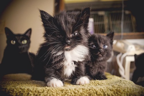 Cyoot Kittehs of teh Day: When I Grow Up, I Wanna Be Just Like Grumpy ...