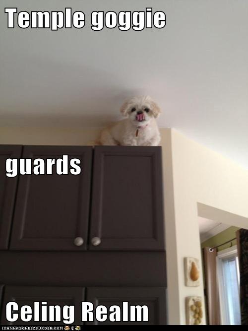 I Can Has Cheezburger? - ceiling dog - Funny Animals Online - Cheezburger