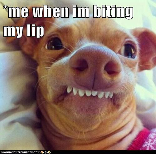*me when im biting my lip - I Has A Hotdog - Dog Pictures - Funny ...