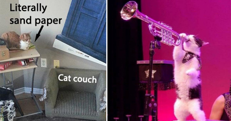 20 Cat Memes And Pics That'll Make For A Purrfect Caturday - Memebase ...