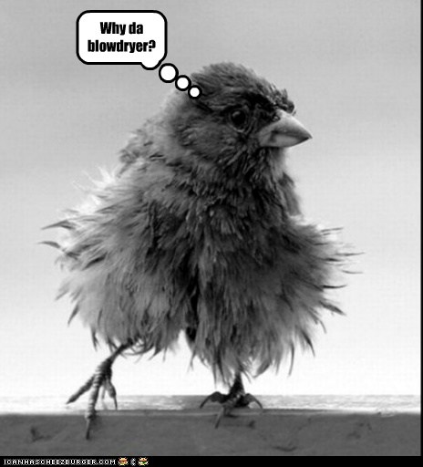 I was already dry! - Animal Comedy - Animal Comedy, funny animals ...