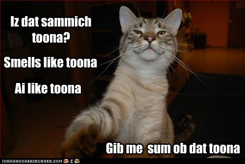 Got any cheetos tu go wif it - Lolcats - lol | cat memes | funny cats ...