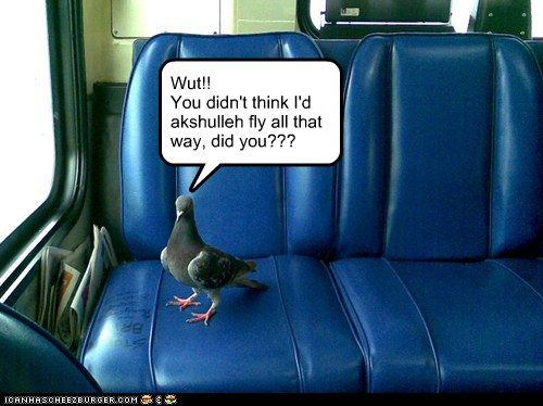 Can You Imagine How Hard That Would Be? - Animal Comedy - Animal Comedy ...