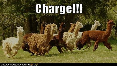 Animal Comedy - stampede - Animal Comedy - Animal Comedy, funny animals ...