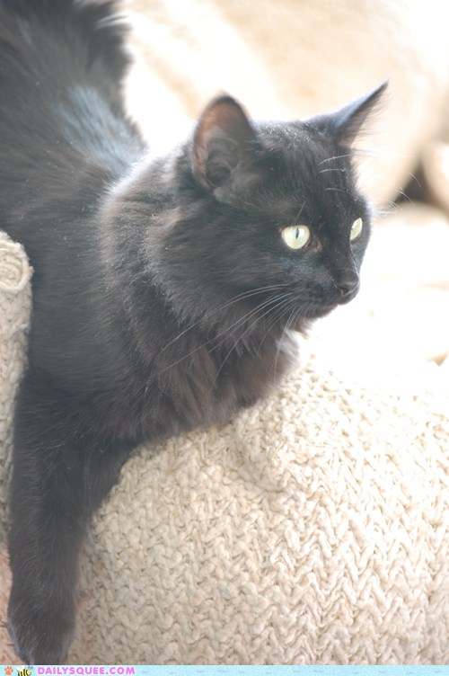 Reader Squee: Ready to Pounce - Daily Squee - Cute Animals - Cute Baby ...