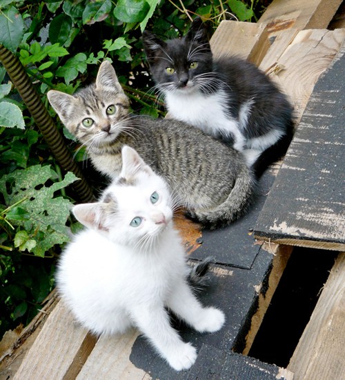 Cyoot Kittehs of teh Day: Three's a Charm - I Can Has Cheezburger?