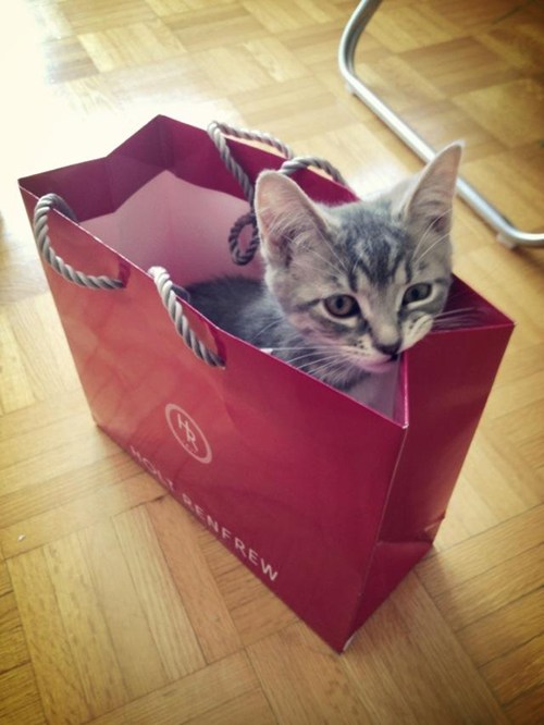 Cyoot Kitteh of teh Day: Shopaholic - I Can Has Cheezburger?